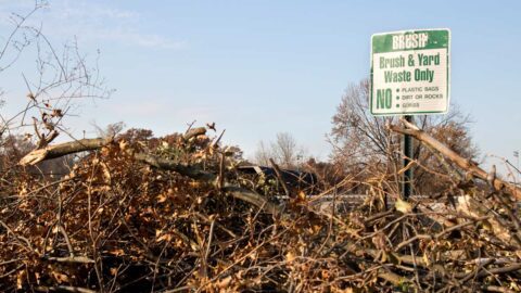 Leaving Brush Piles and Brushy Fence Rows for Birds - Owl Shack